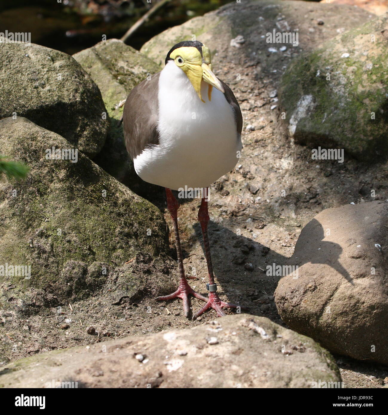 Lapwing close up hi-res stock photography and images - Alamy