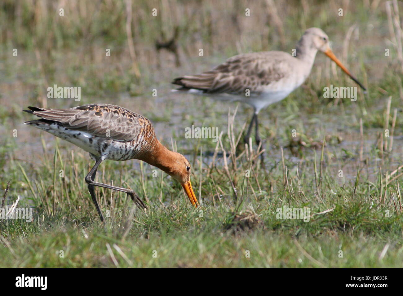 Pair of Western European Black-tailed Godwits (Limosa limosa) feeding ...
