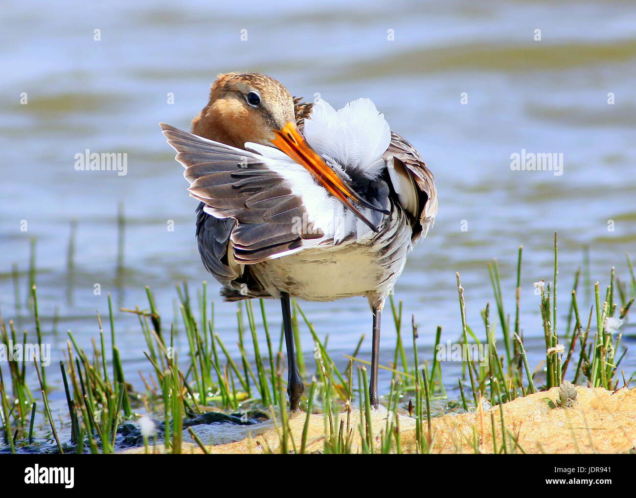 Western European Black-tailed Godwit (Limosa limosa) preeing, low point ...
