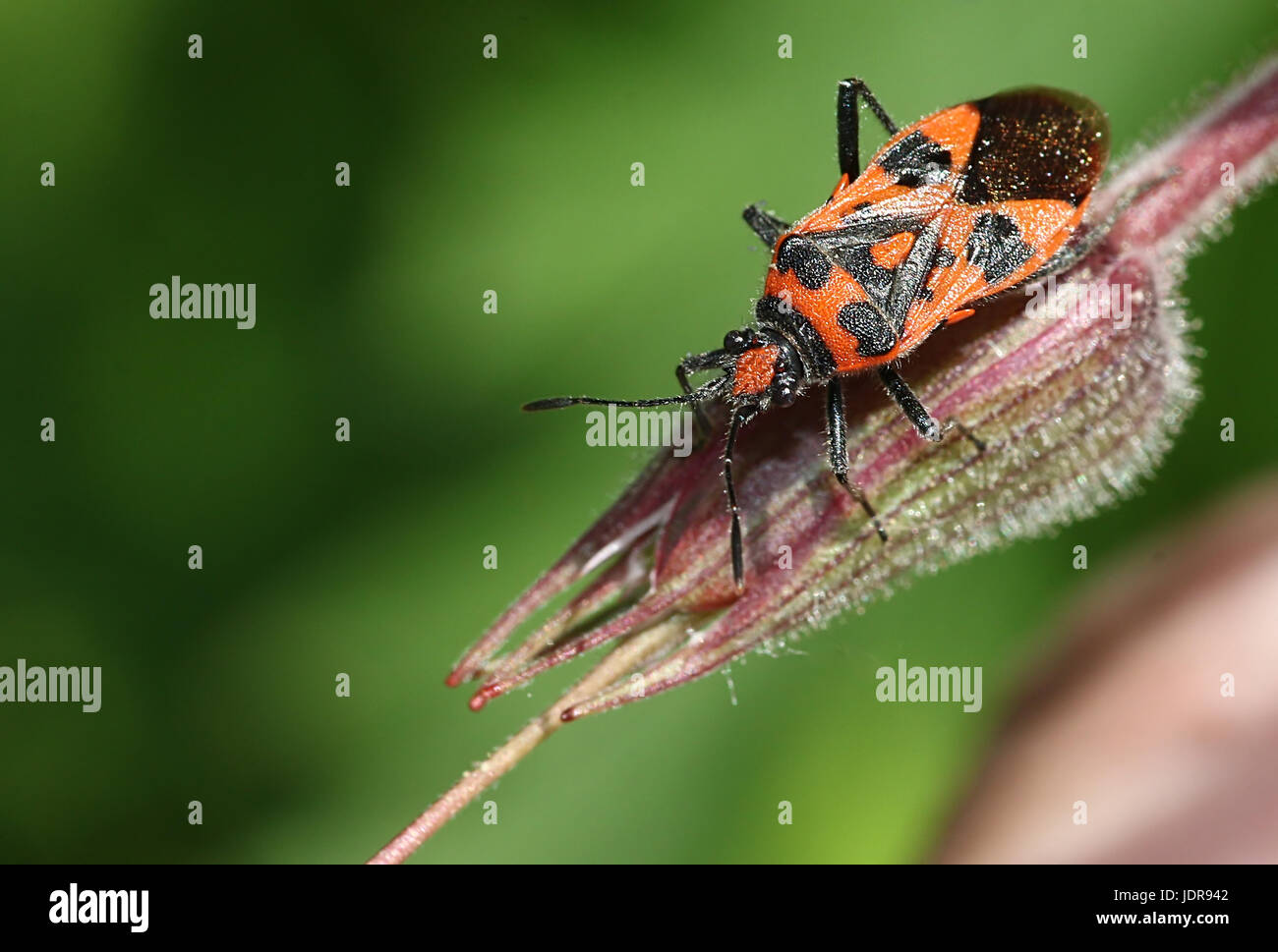 European Cinnamon bug (Corizus hyoscyami), a..a. Black and red squash ...