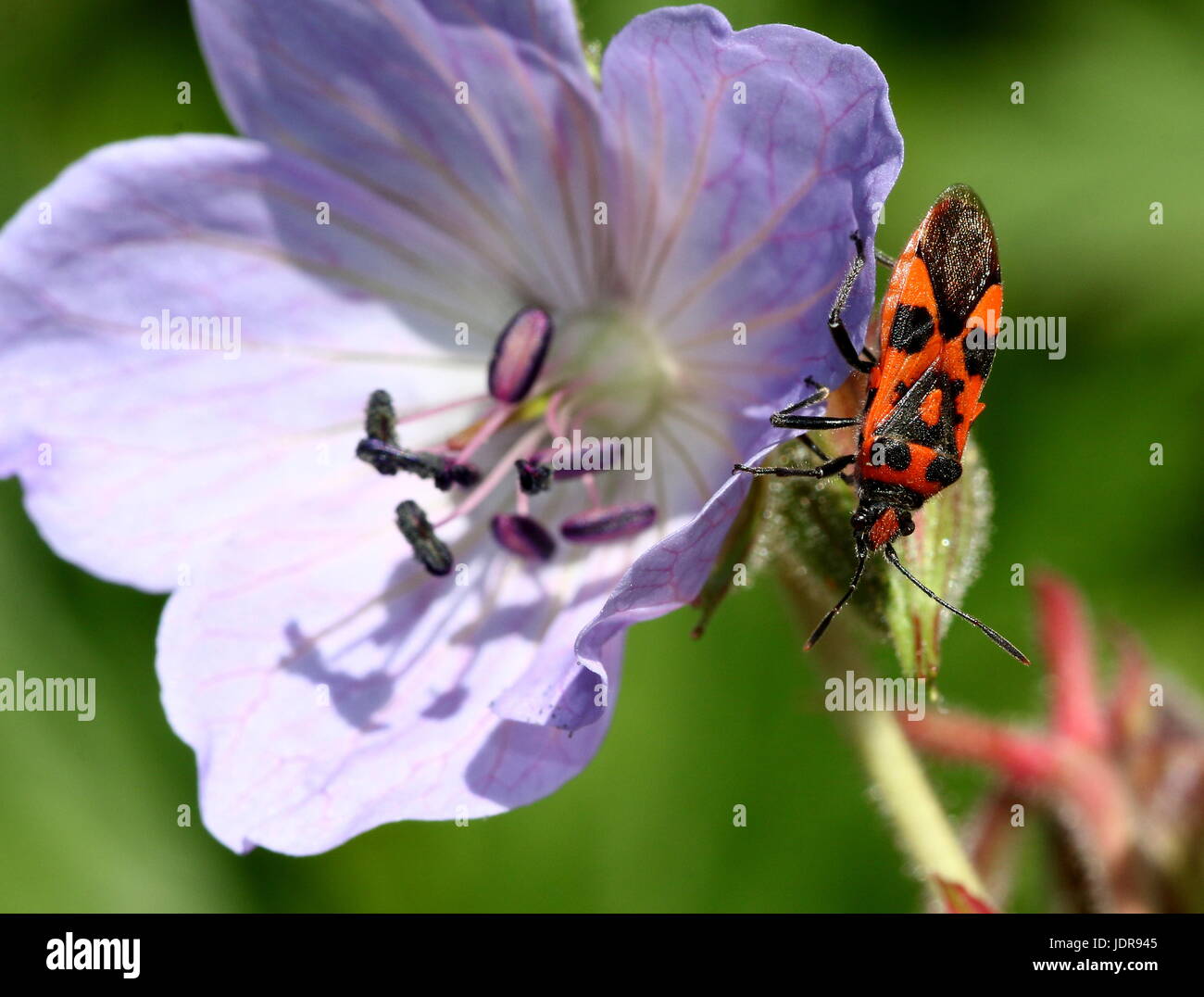 European Cinnamon bug (Corizus hyoscyami), a..a. Black and red squash ...