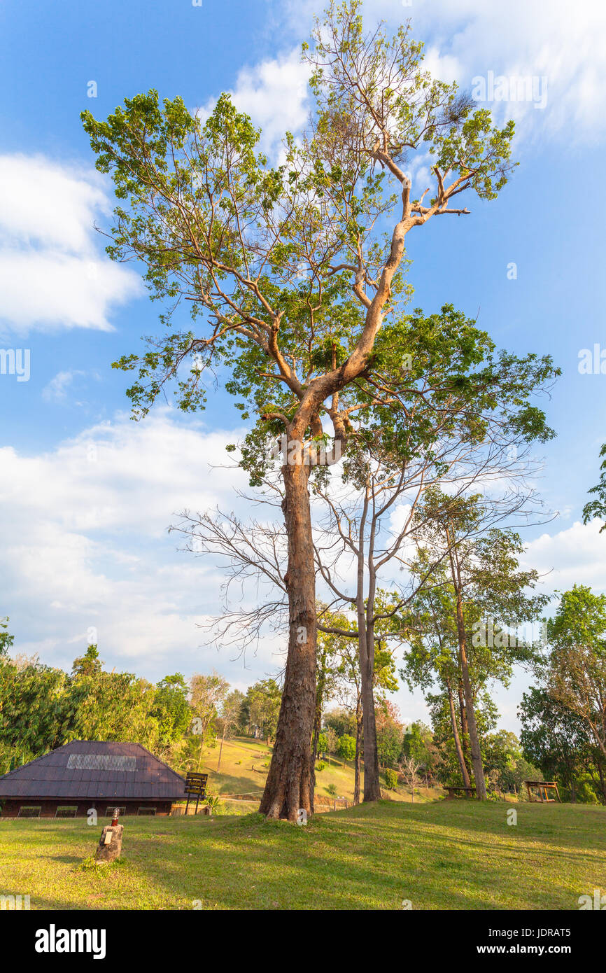 Suspension bridge at Pompee viewpoint Stock Photo - Alamy