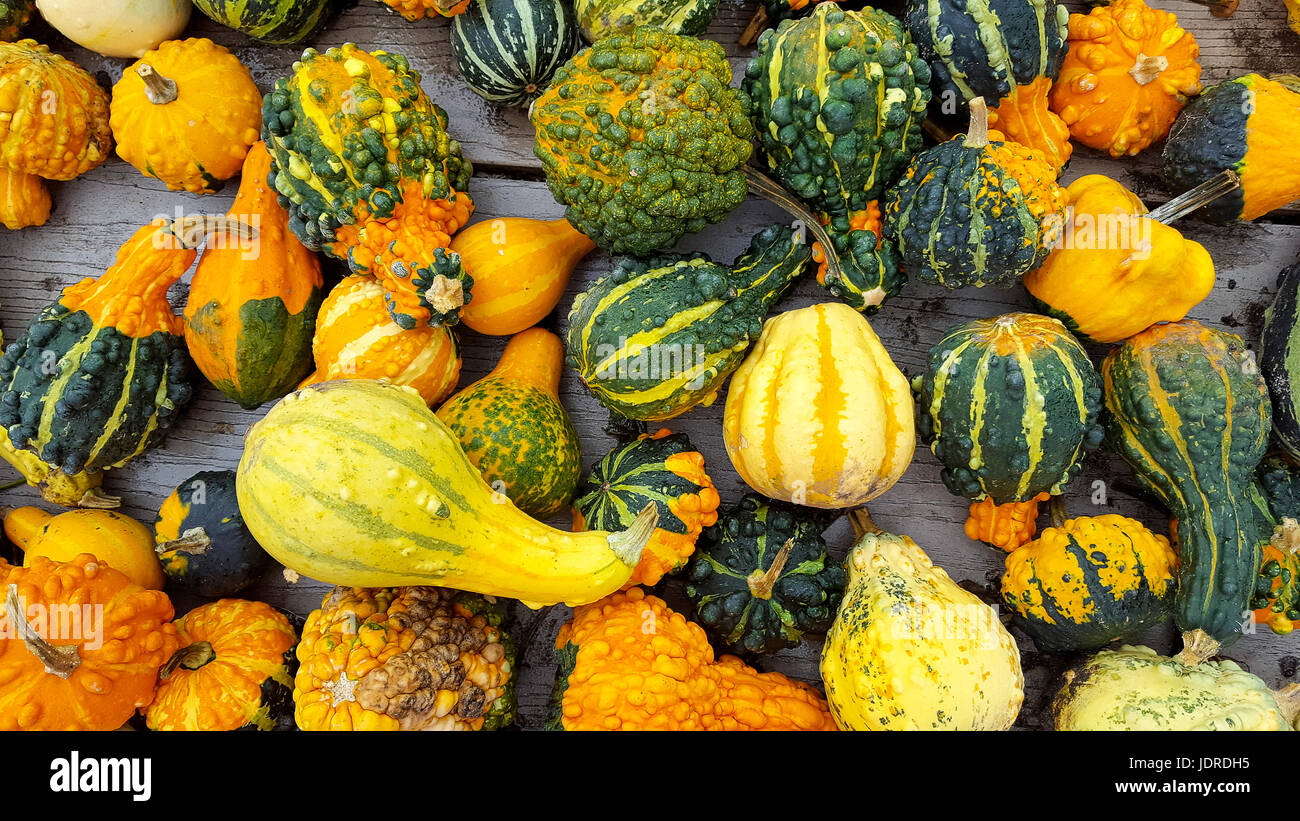 colorful collection of autumn gourds Stock Photo - Alamy