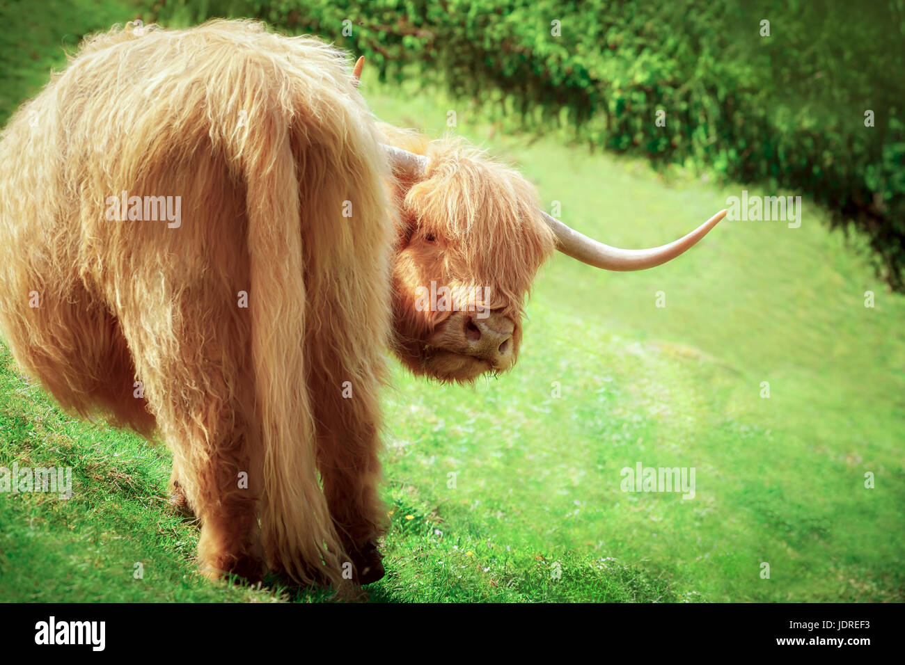 Angry cows hi-res stock photography and images - Alamy