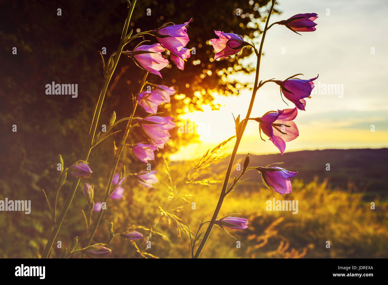 Beautiful countryside landscape with field flowers lit by sunset and ...