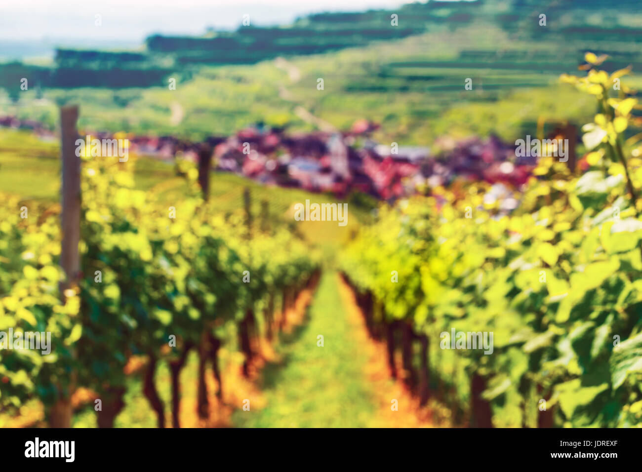 Scenic summer vineyard landscape with vines growing on hills in a ...