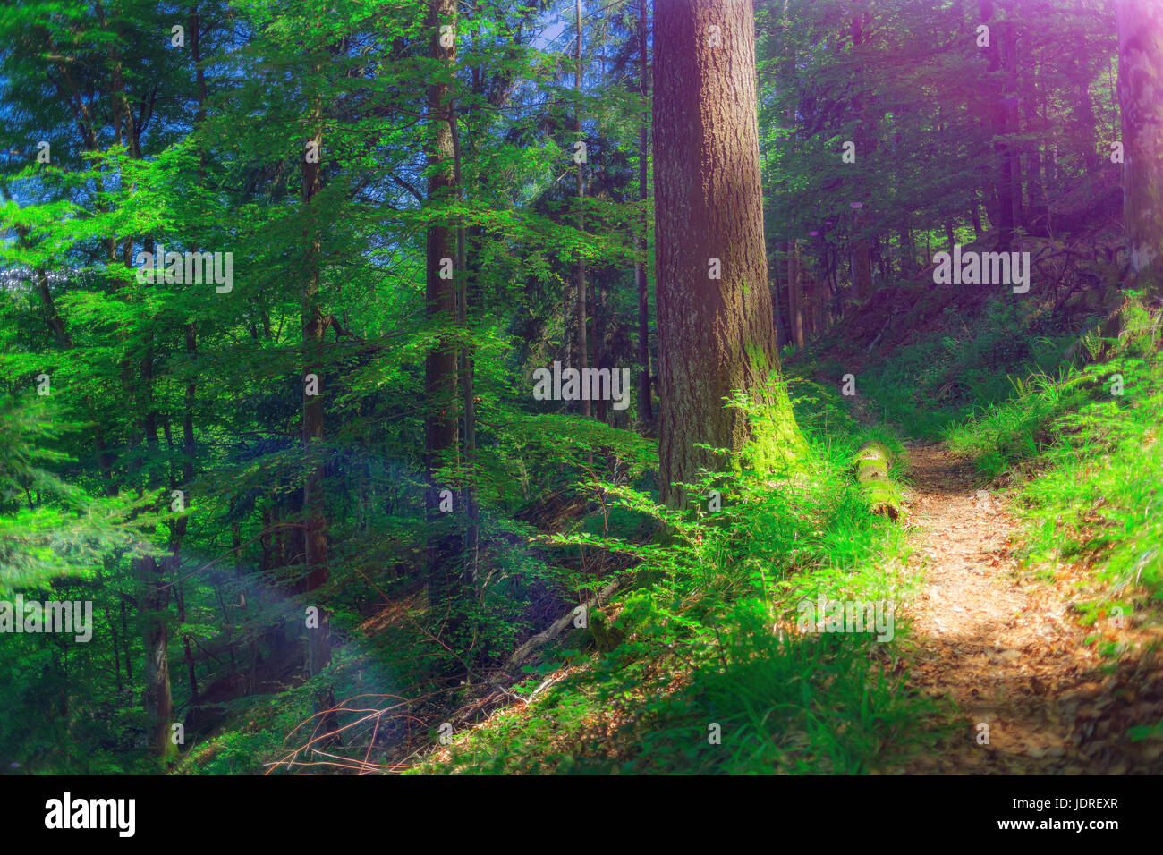 Beautiful mountain forest path with in summer. Hiking and and camping ...