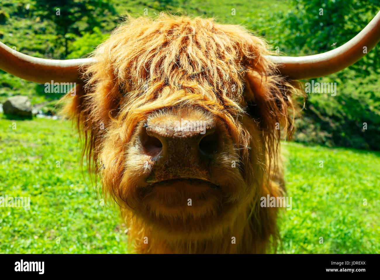 Funny cow looking into camera with funny expression. Summer vacation ...