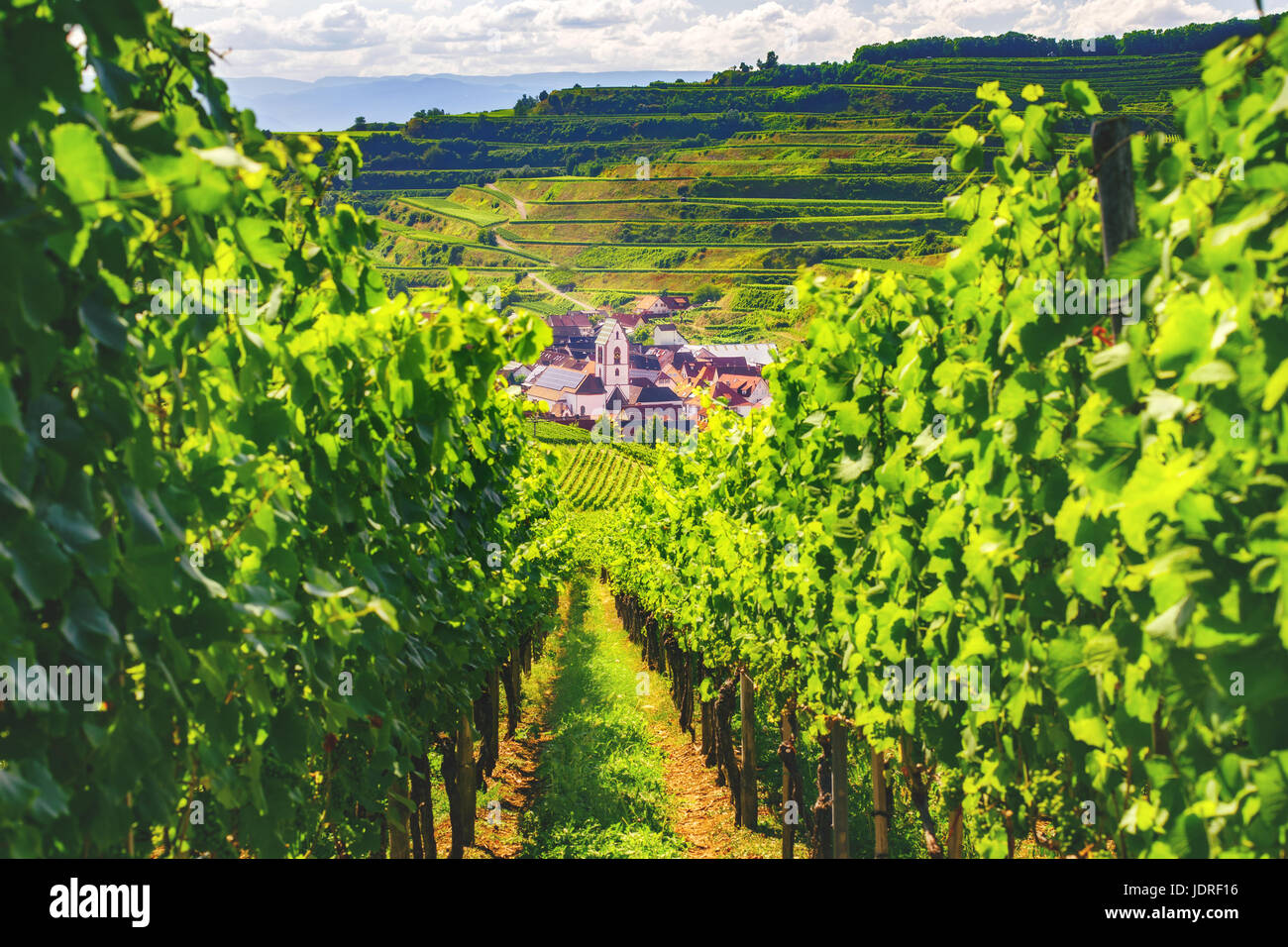 Vine plantations in picturesque mountain valley in Germany on a summer ...