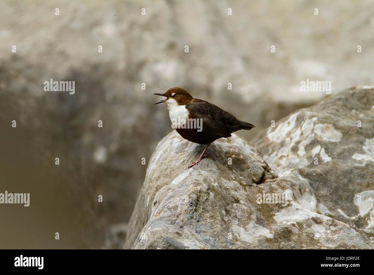 The white-throated dipper on the rocks in a stream of Paklenica ...