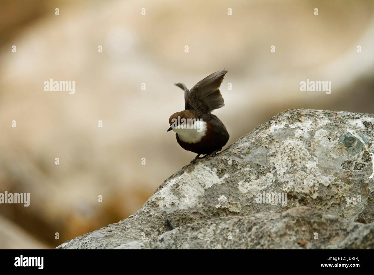 The white-throated dipper on the rocks in a stream of Paklenica ...