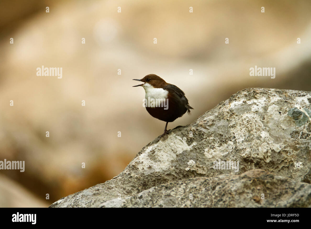 The white-throated dipper on the rocks in a stream of Paklenica ...