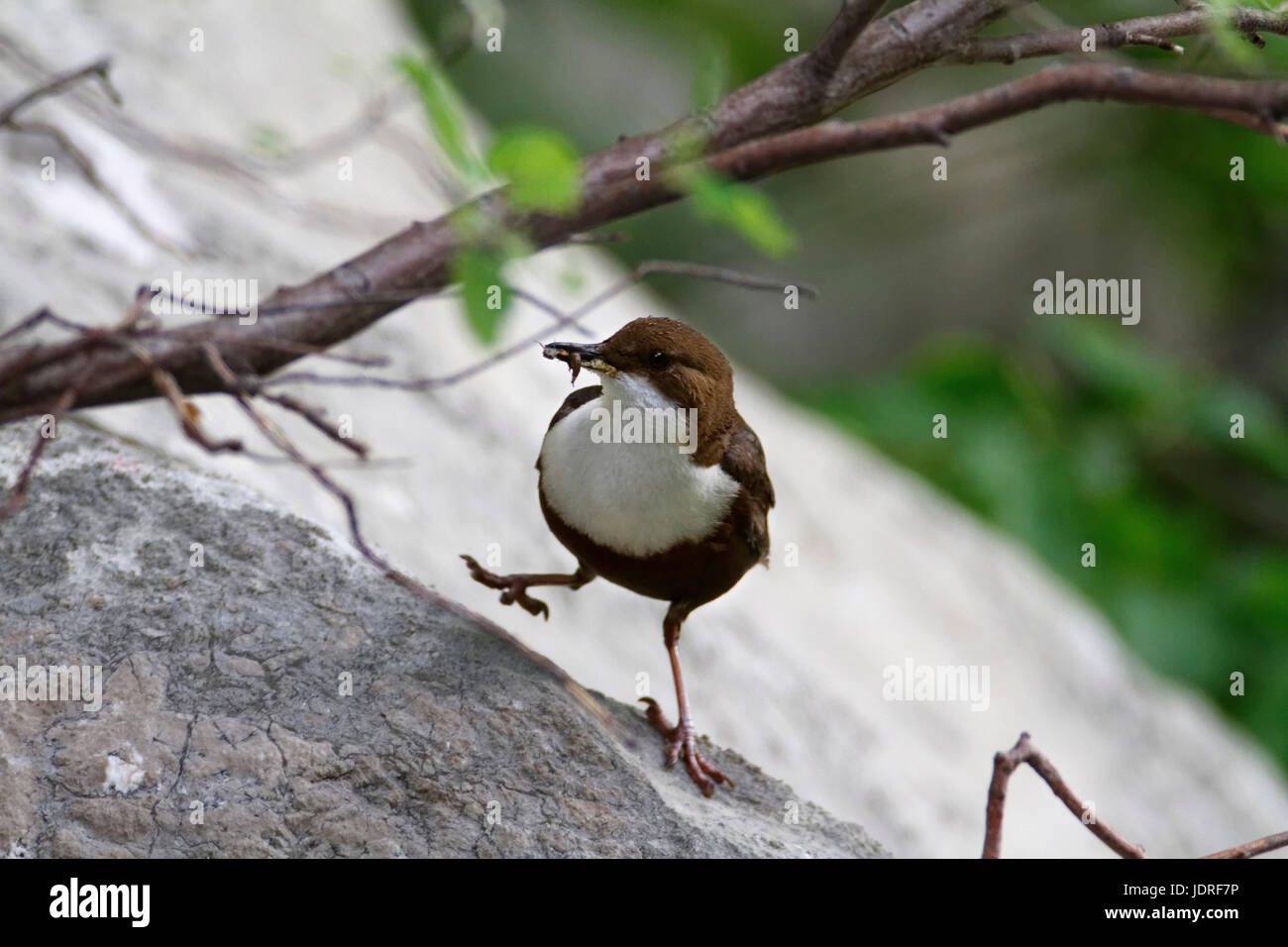 The white-throated dipper on the rocks in a stream of Paklenica ...