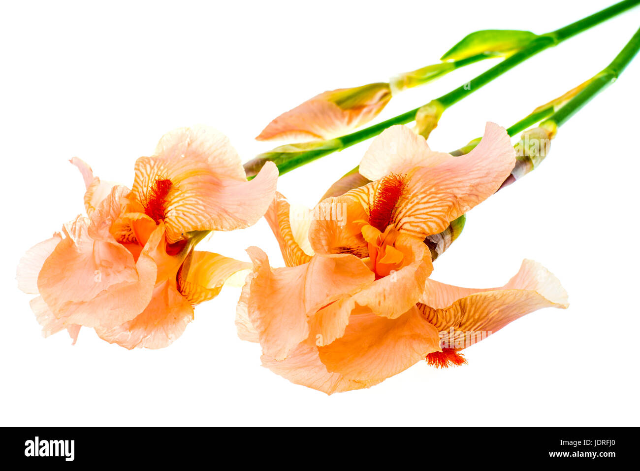 Summer flowers garden irises on white background. Studio Photo Stock ...