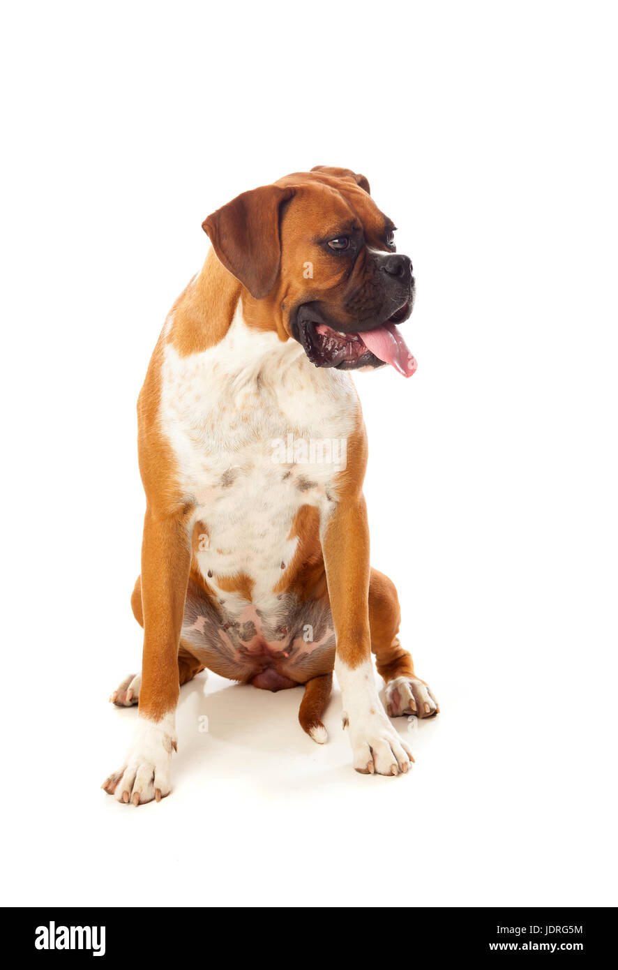 Beautiful boxer dog isolated on a white background Stock Photo - Alamy