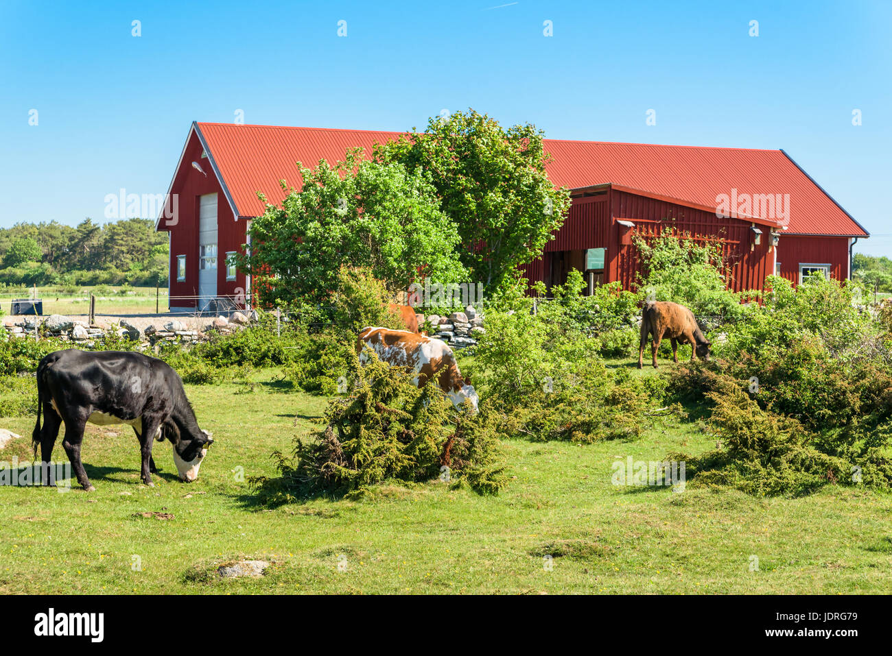 Cows and red barn hi-res stock photography and images - Alamy