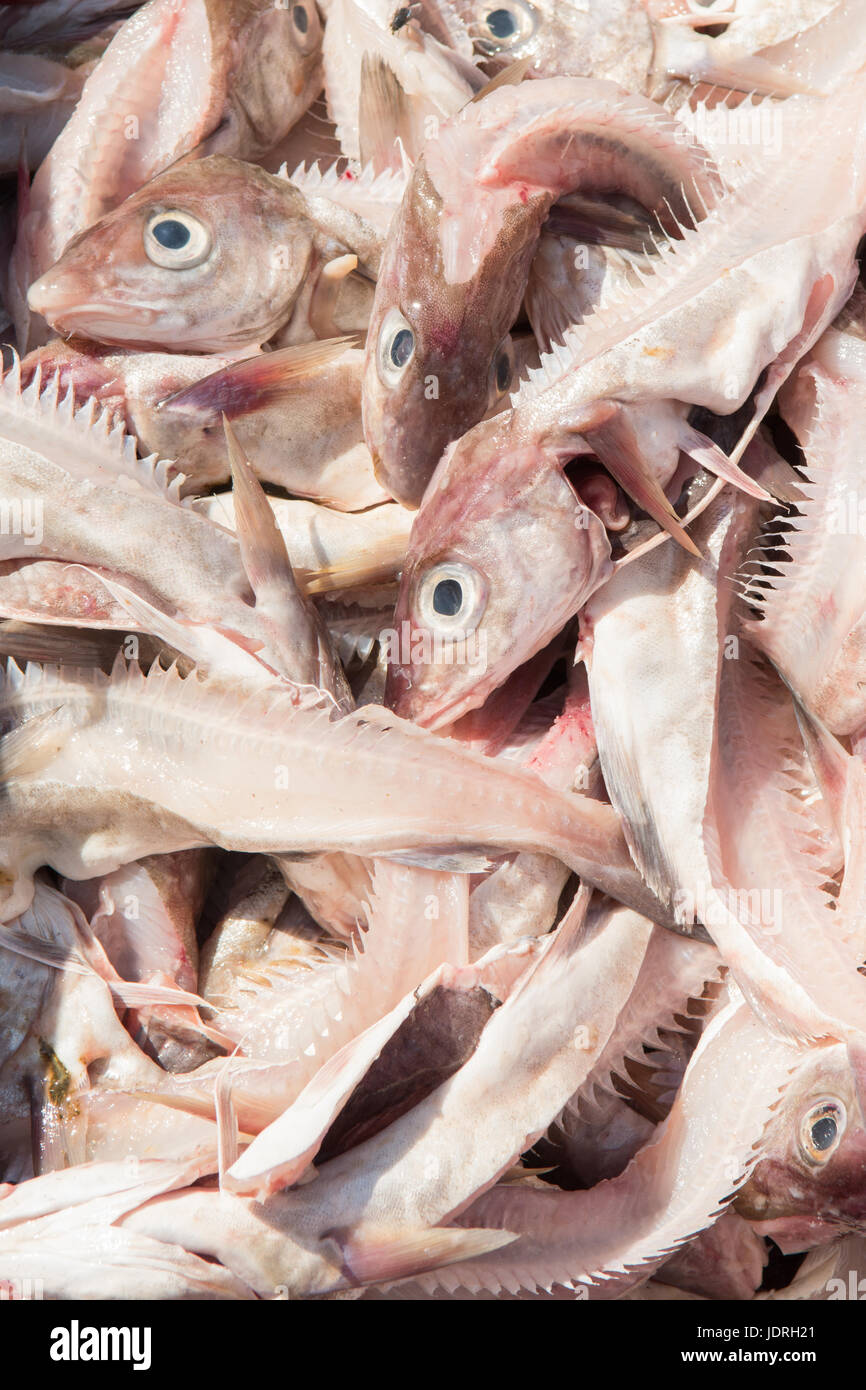 filleted fish frame used as bait in lobster pots - Crail Harbour, Crail ...