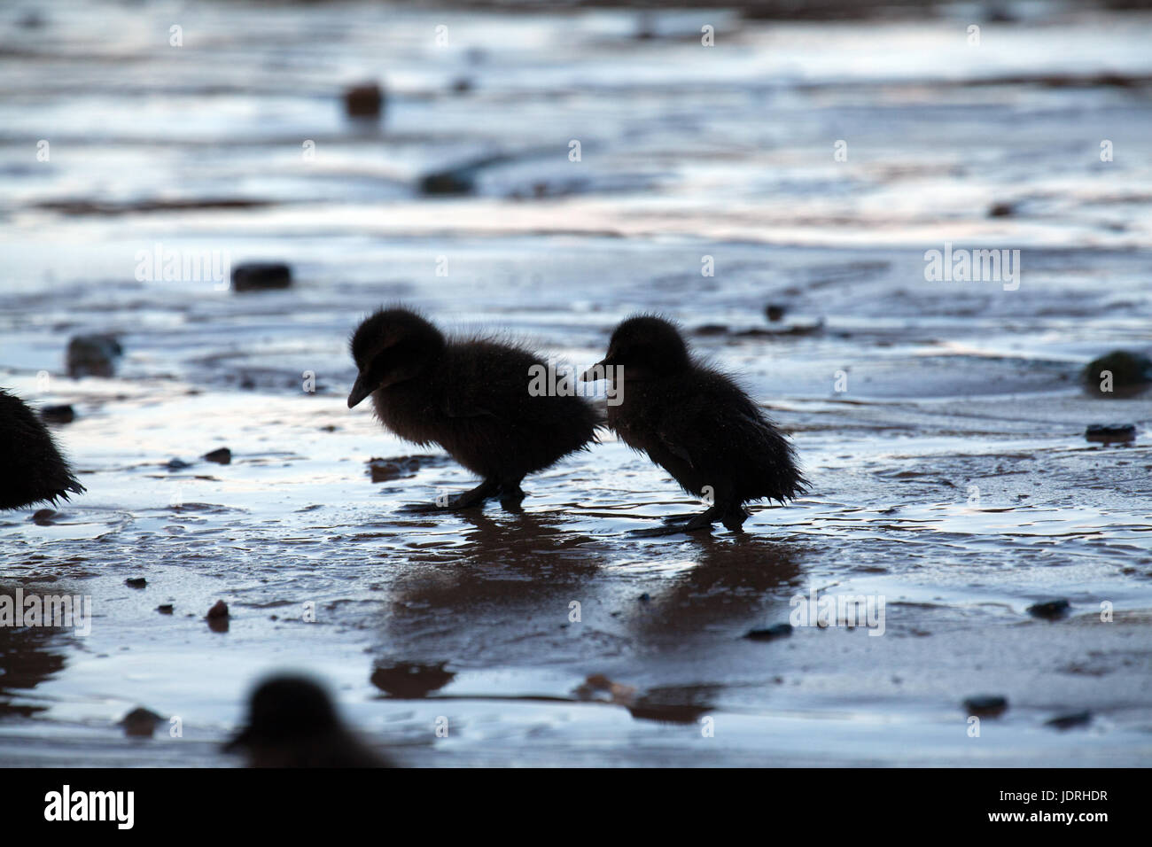 Silhouettes of two baby eider chicks on the beach at Seahouses ...