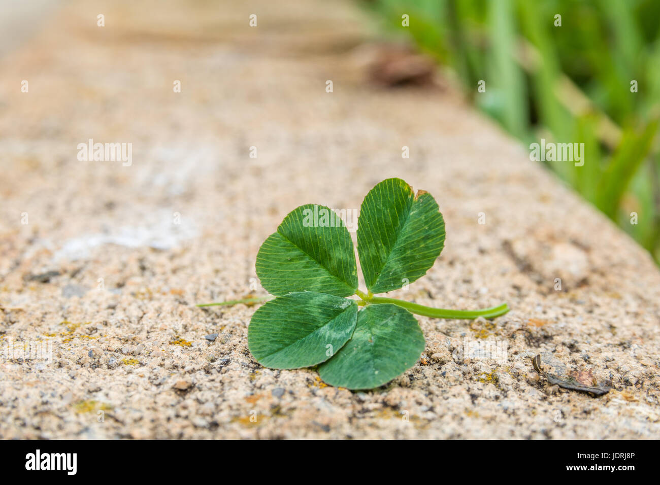 Horizontal closeup photo of a green four leaf clover on a cement curb ...