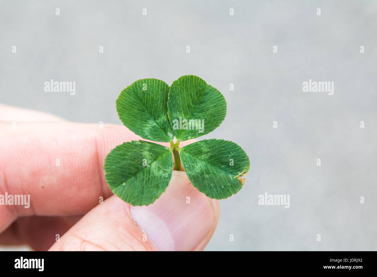 Caucasian clover hi-res stock photography and images - Alamy