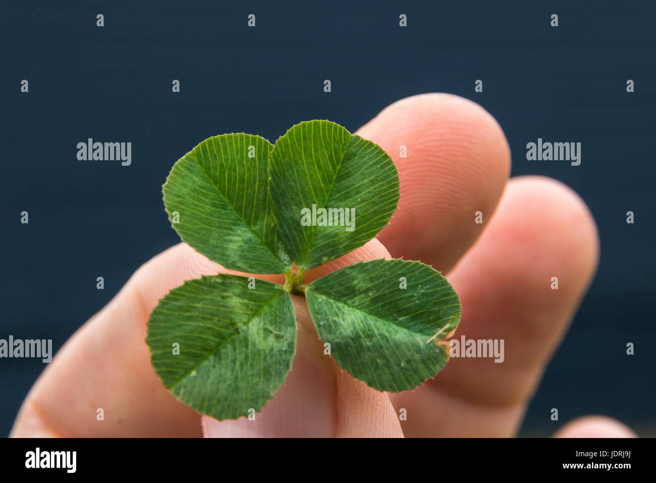 Horizontal closeup photo of a green four leaf clover being held in the ...