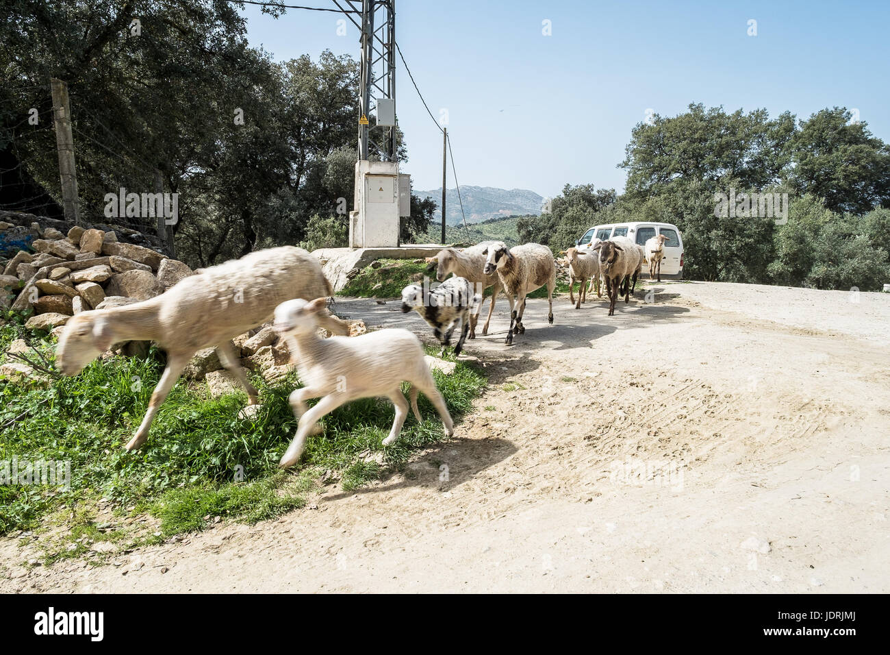 Sheep being herded hi-res stock photography and images - Alamy
