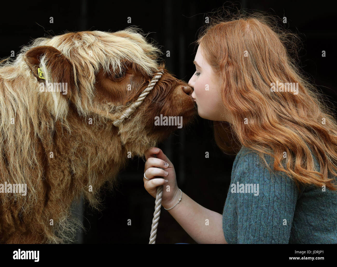 Laura Hunter, from Shotts, with her Highland Cow calve as preparations ...