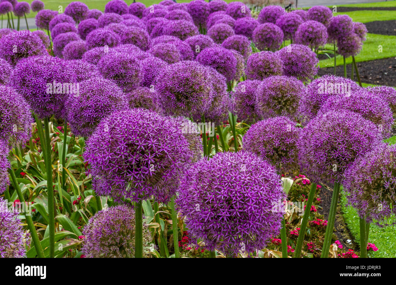 Lovely Purple Giant Alliums (Allium Giganteum) stand proud and tall in ...