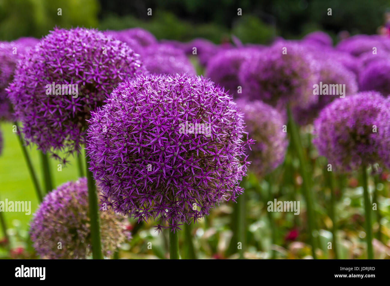 Allium giganteum hi-res stock photography and images - Alamy