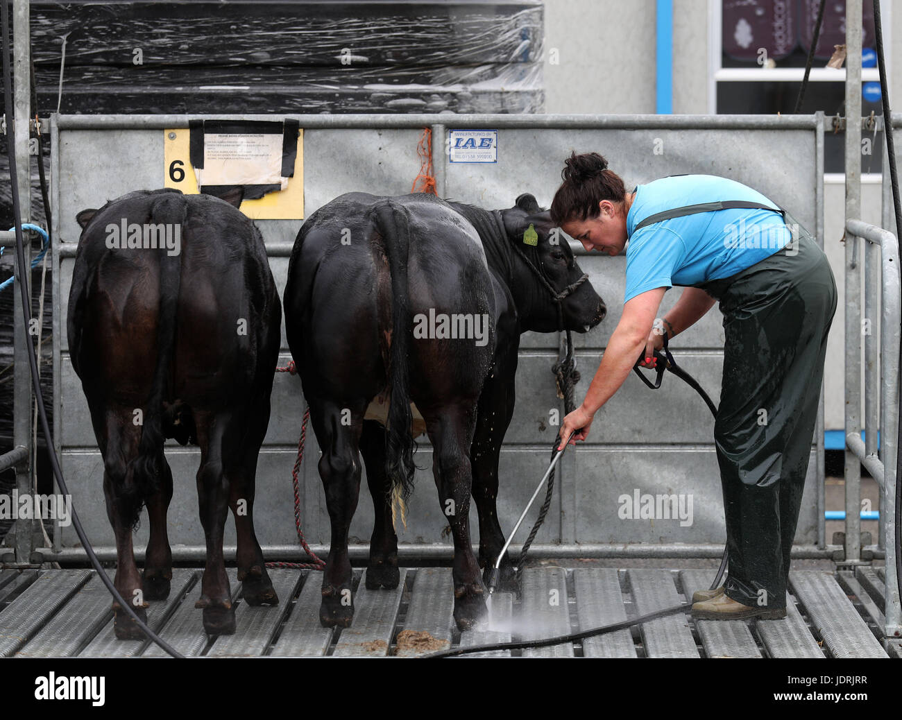 Cows are washed as preparations are made for the start of the 177th ...