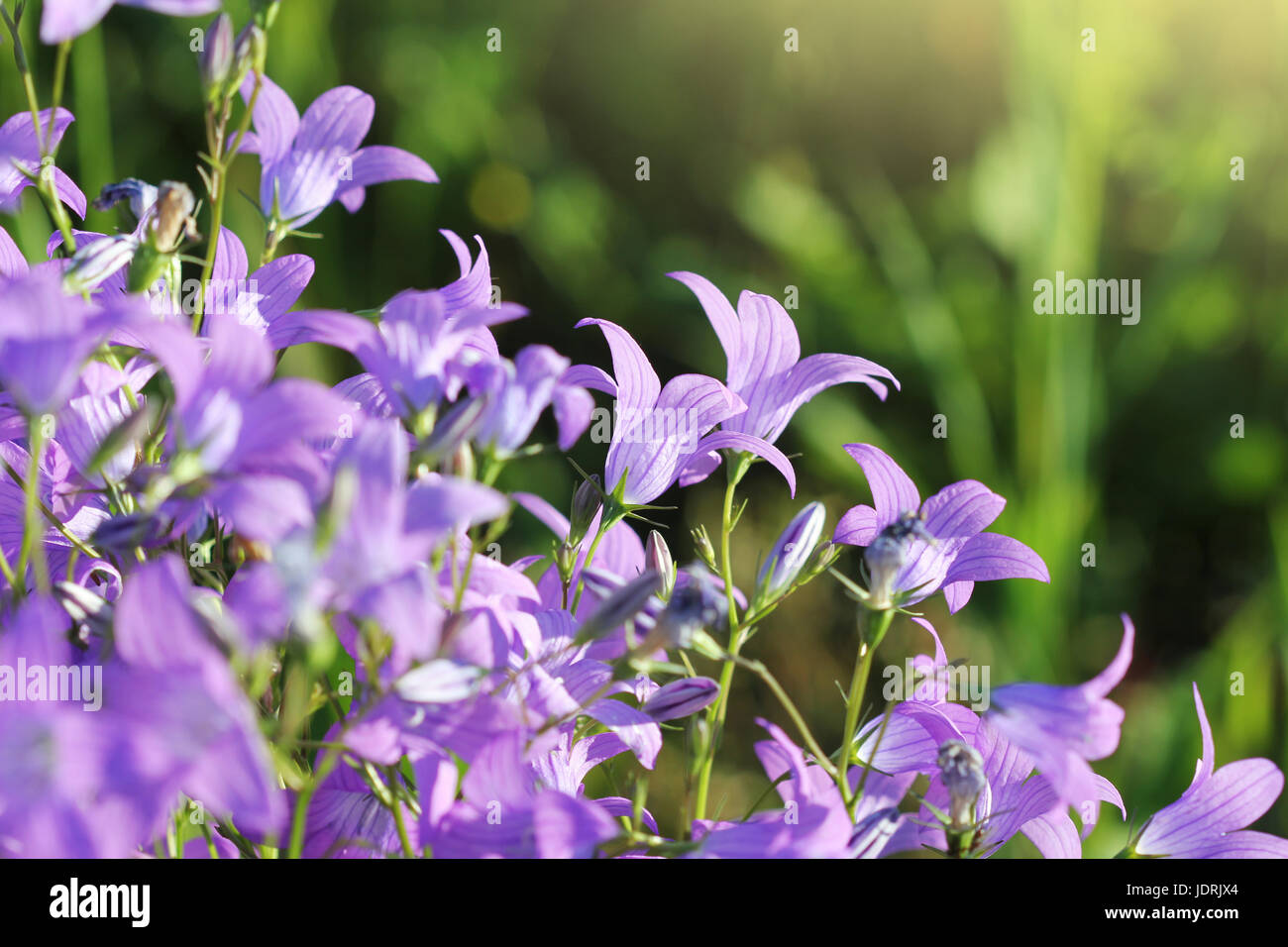 Group of Campanula patula spreading bellflower in bloom on the meadow ...
