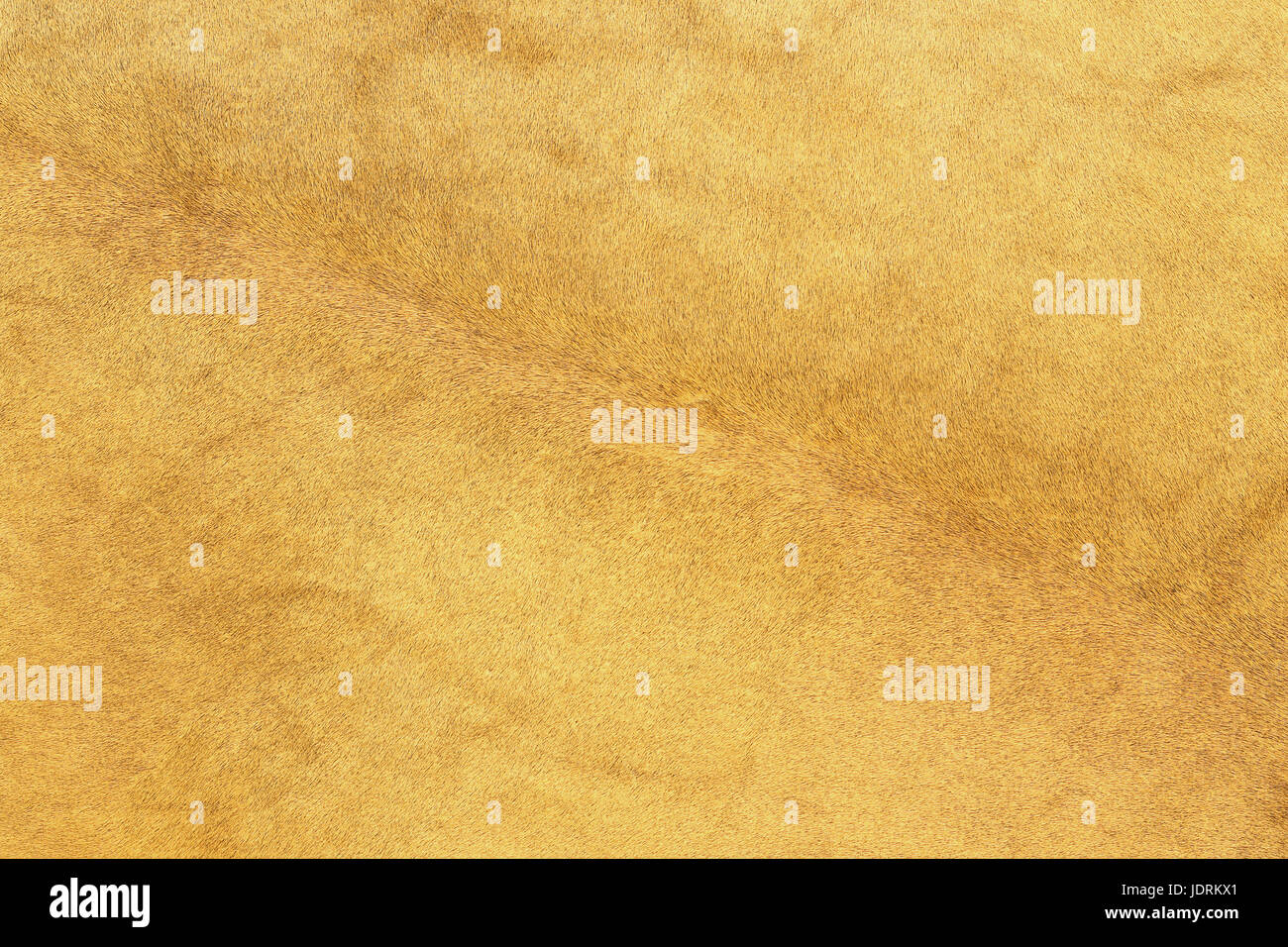african lion fur, texture of real pelt Stock Photo - Alamy