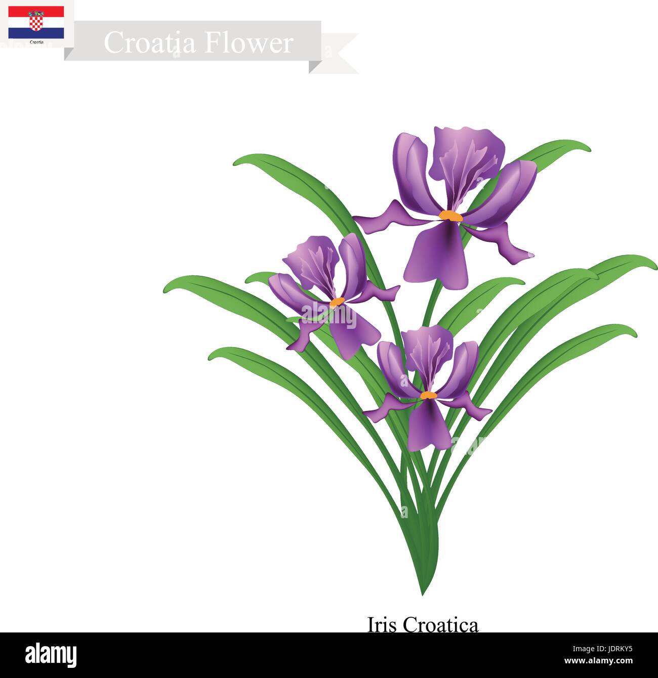 Croatia Flower, Illustration of Purple Iris Croatica Flowers. The ...