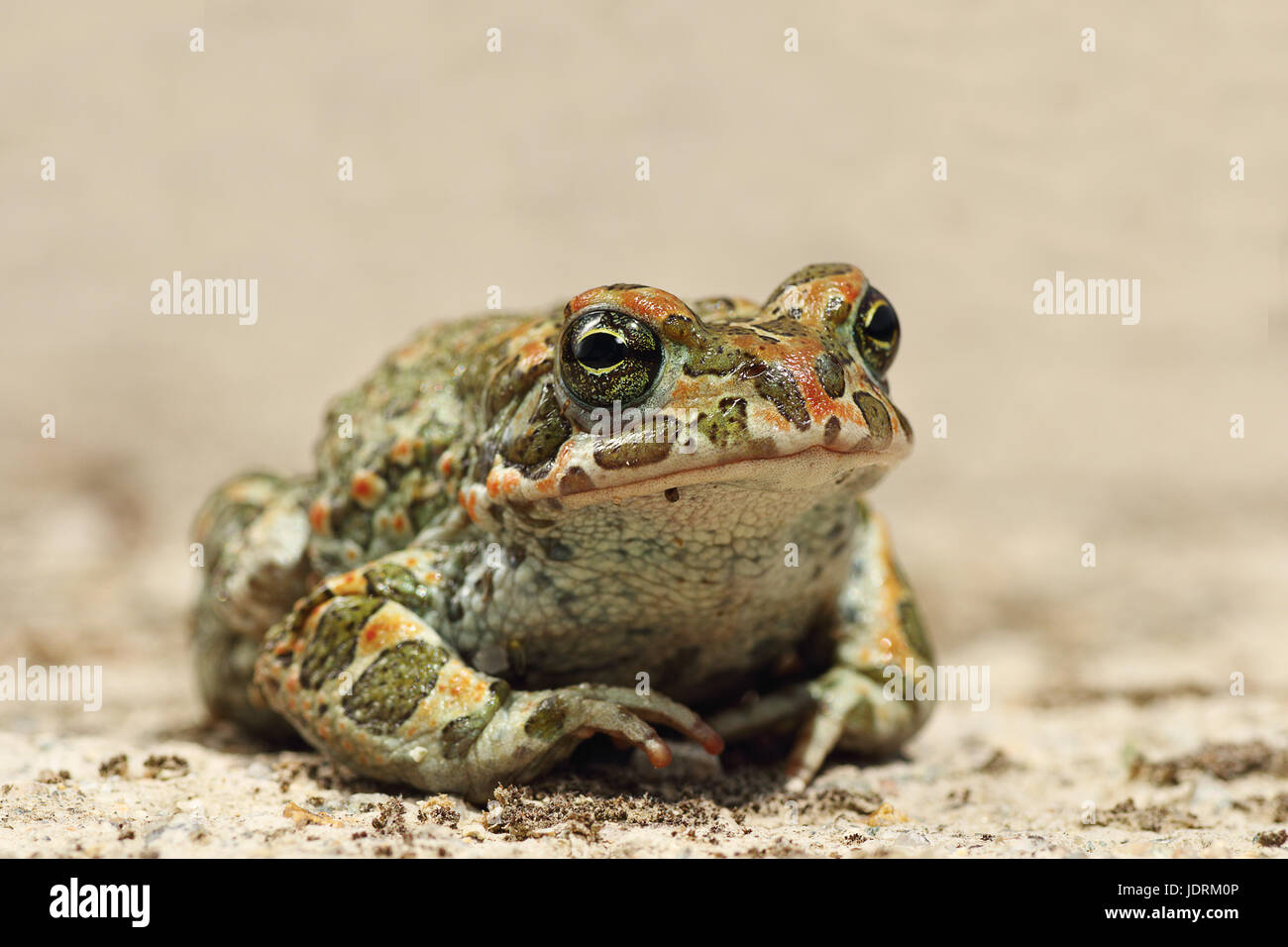Frog toad green hi-res stock photography and images - Alamy