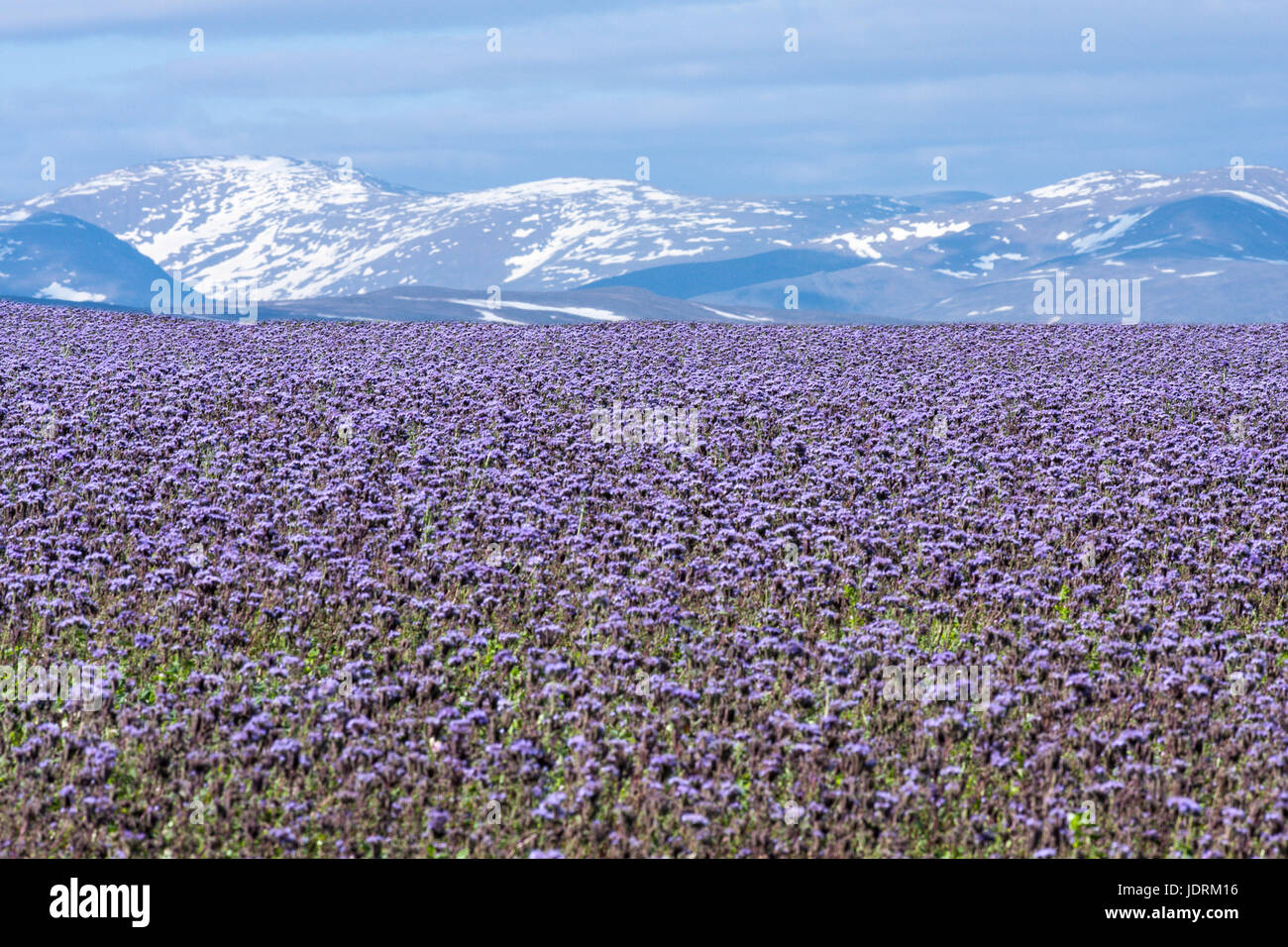 Flowery meadows in colorful purple shade this side a mountainside ...