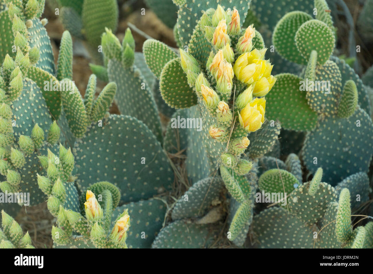 A cactus with yellow flowers in bloom Stock Photo - Alamy