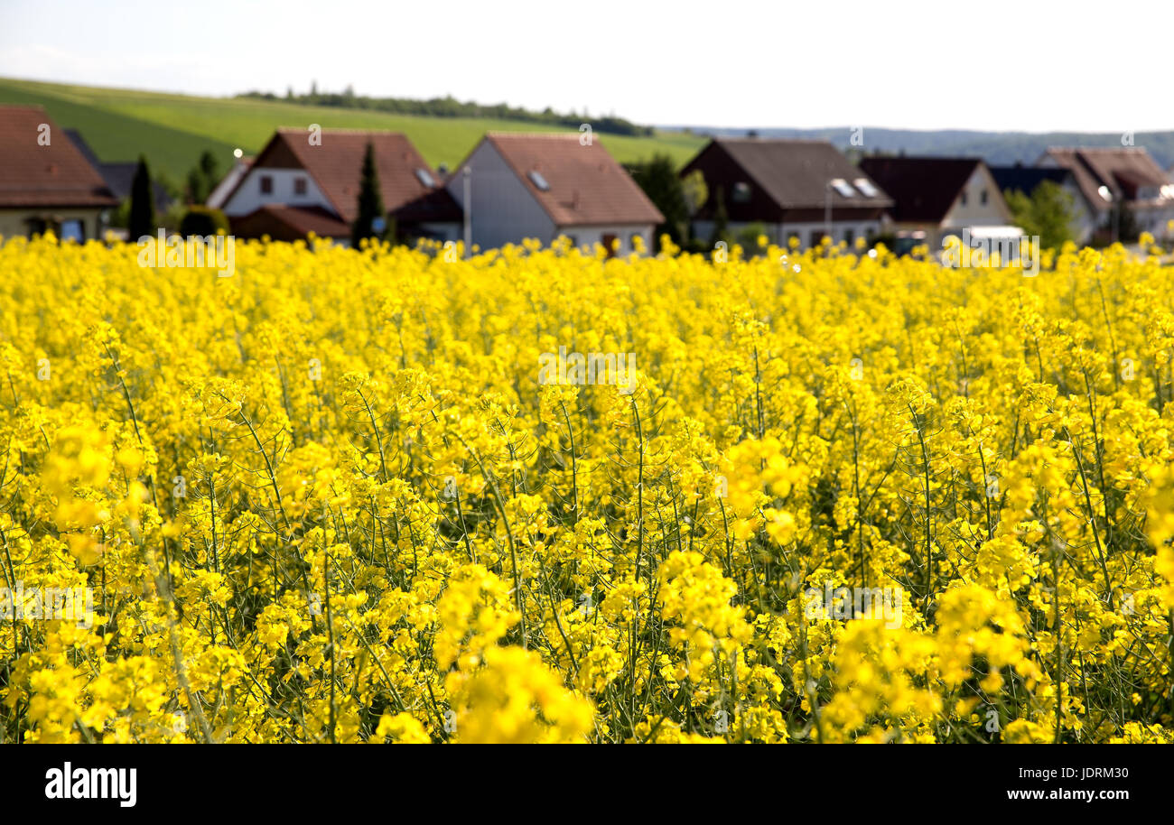 field, rapeseed, yellow, agriculture, green, sky, farming, nature ...
