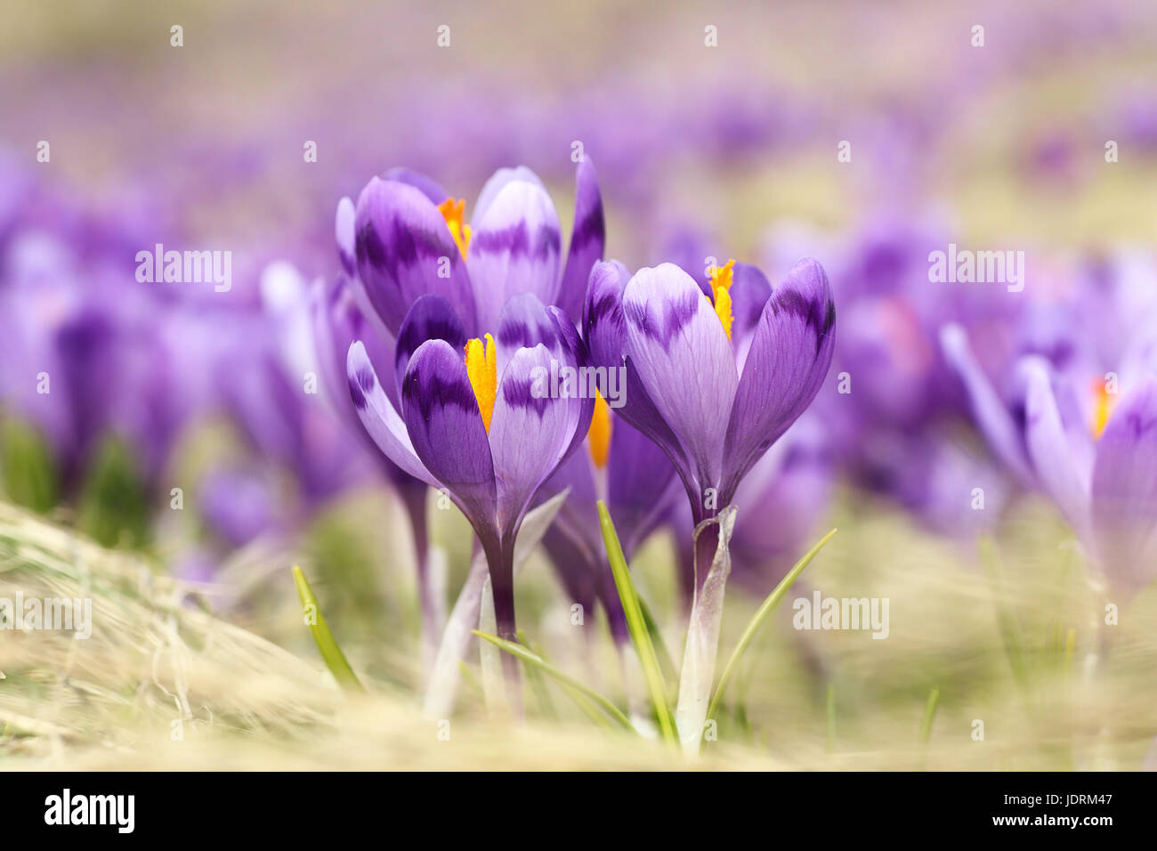 closeup of wild saffron flowers ( Crocus sativus ) growing on mountain ...