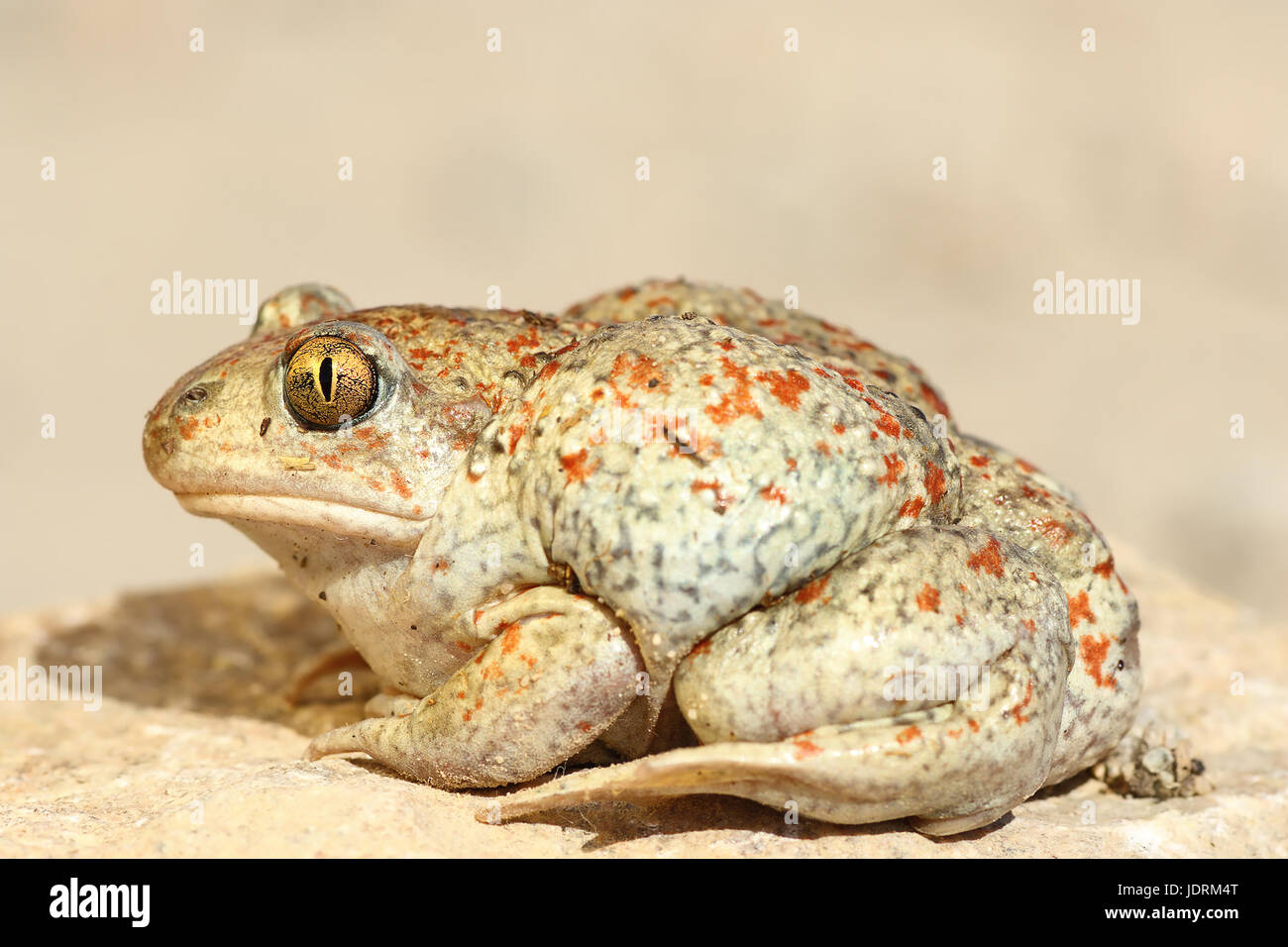 Ground toad hi-res stock photography and images - Alamy