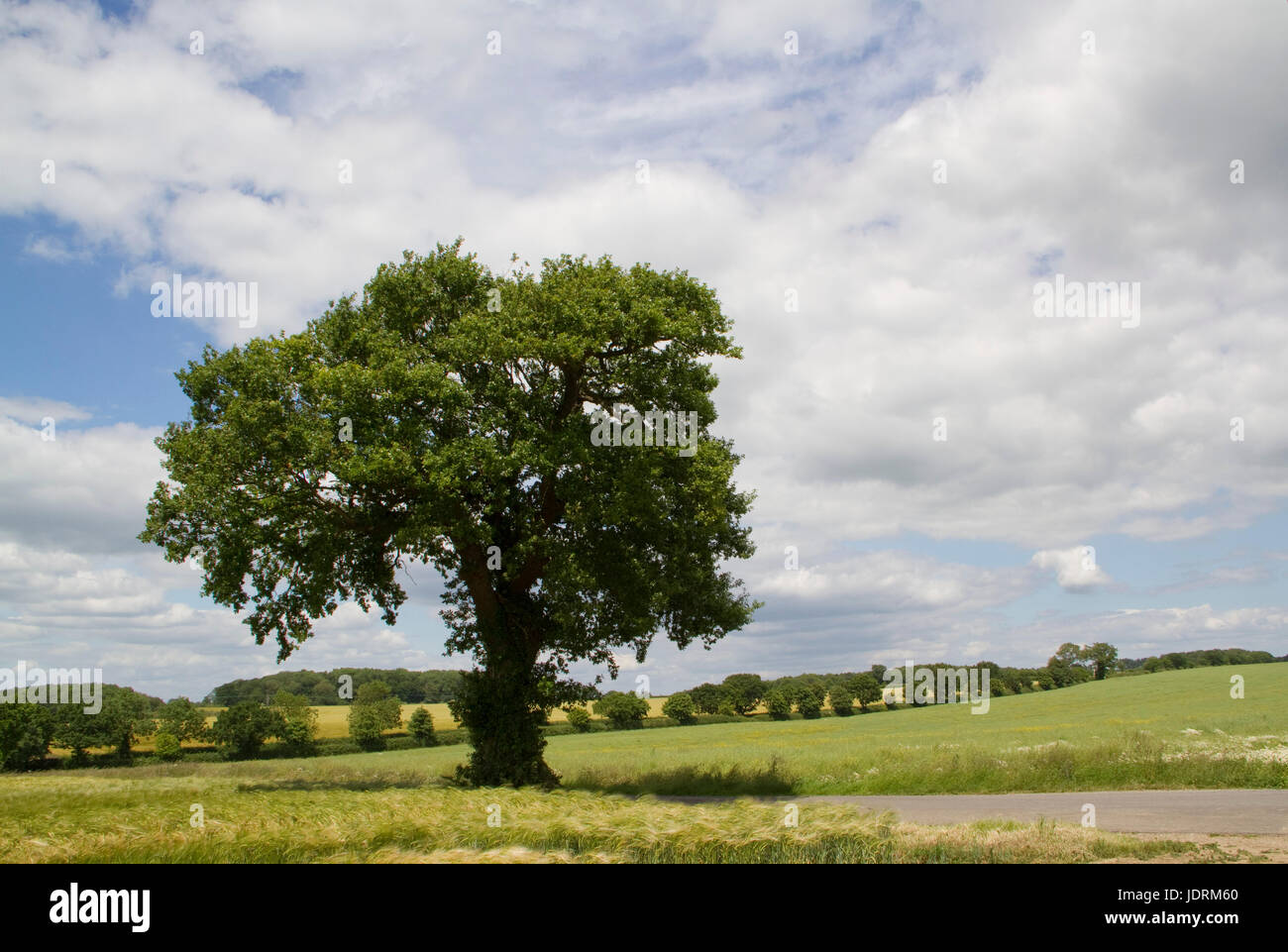 A single medium sized oak tree in a Suffolk landscape Stock Photo - Alamy