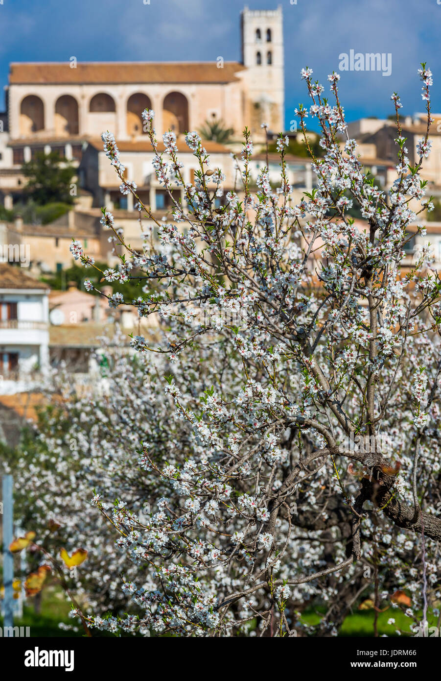 Plantage majorca hi-res stock photography and images - Alamy