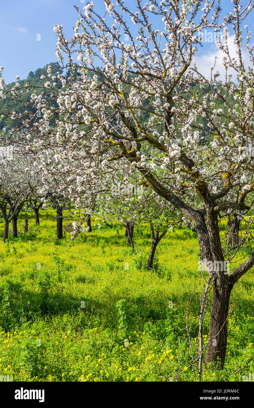 Selva tramuntana majorca balearic hi-res stock photography and images ...