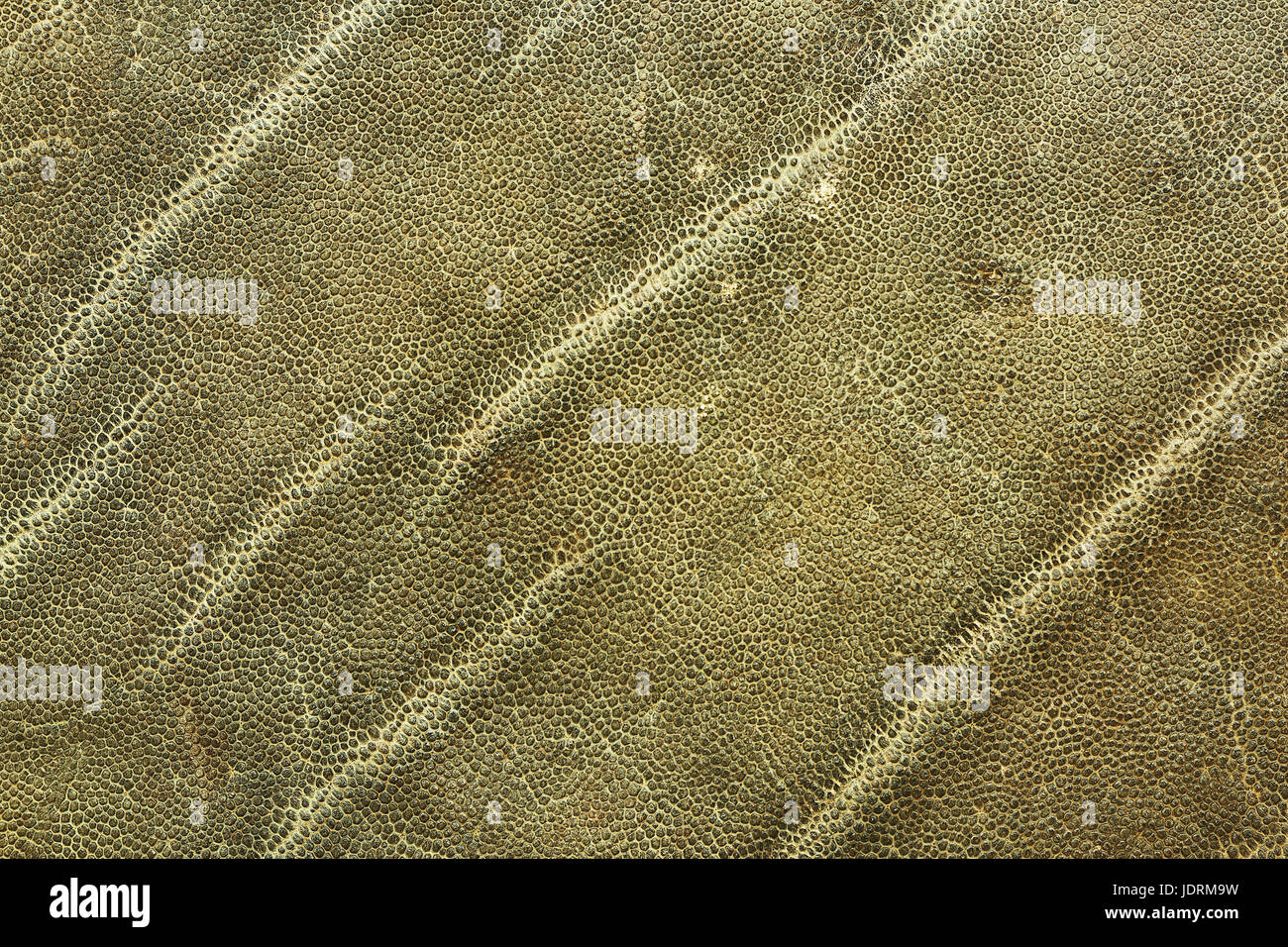 detailed image of african elephant leather, texture for your design ...