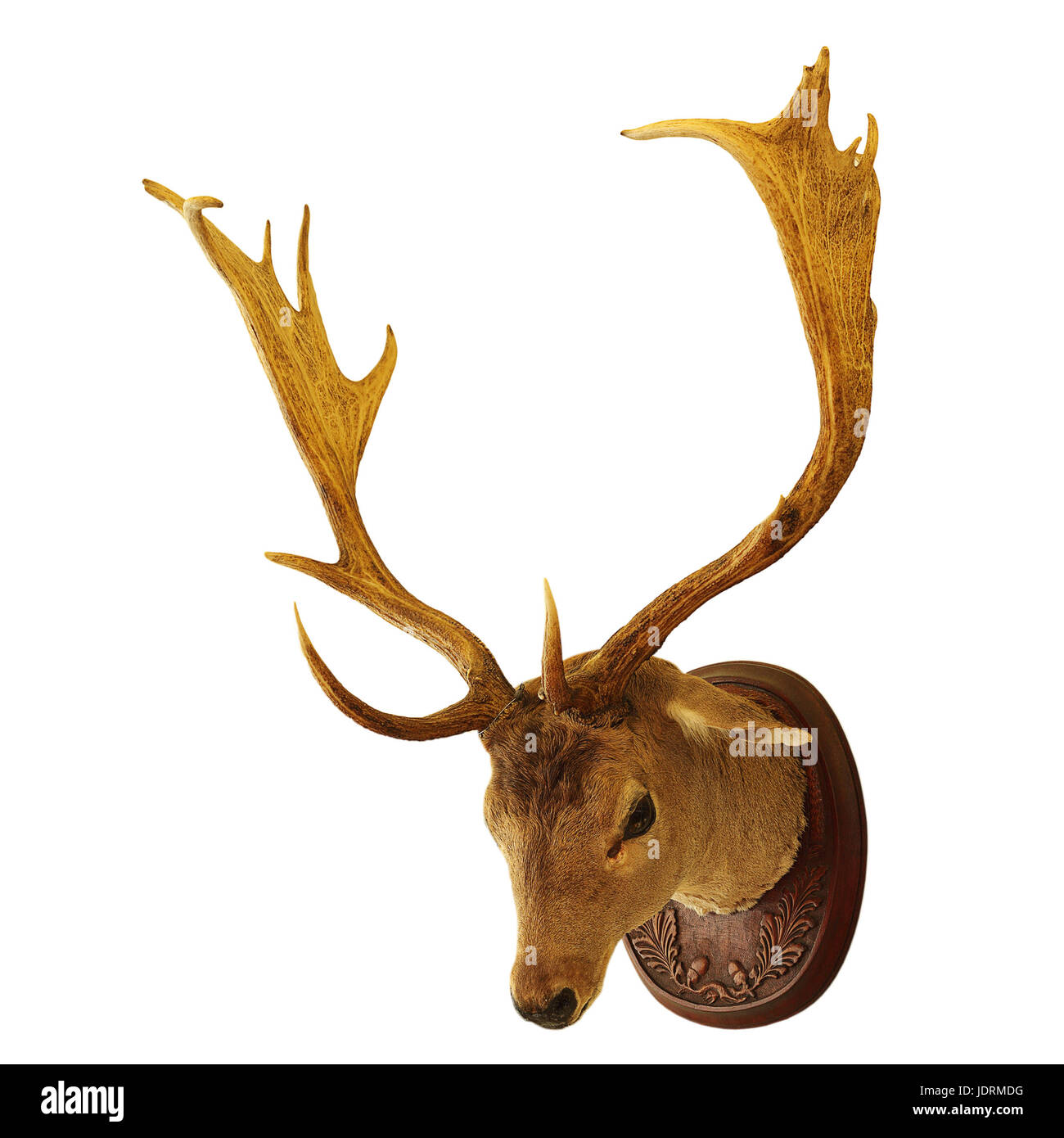 fallow deer buck hunting trophy isolated over white background ( Dama ...
