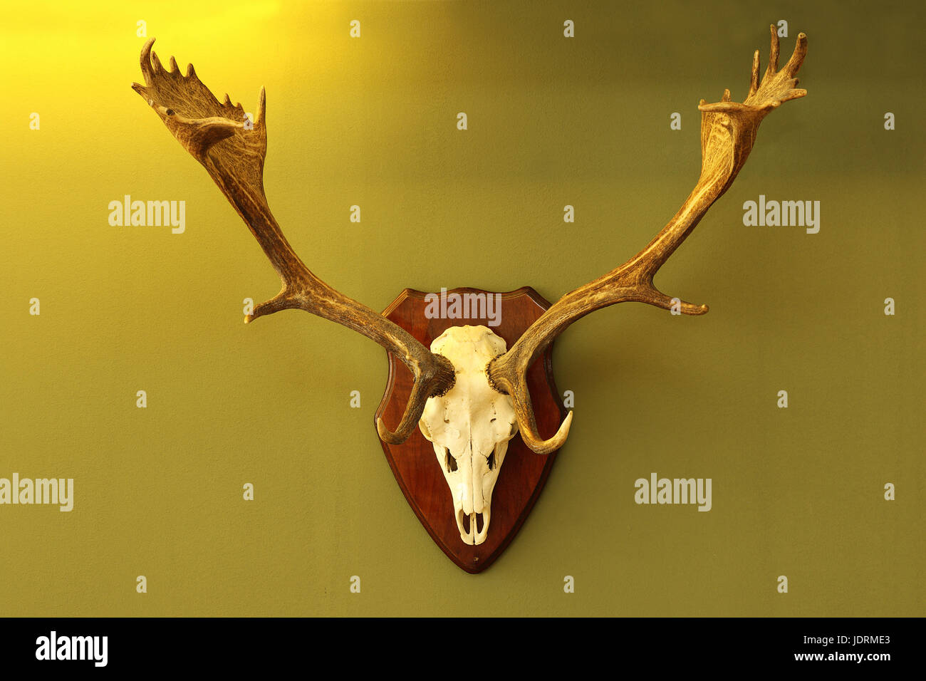 fallow deer hunting trophy mounted on wall in warm light ( Dama Stock ...