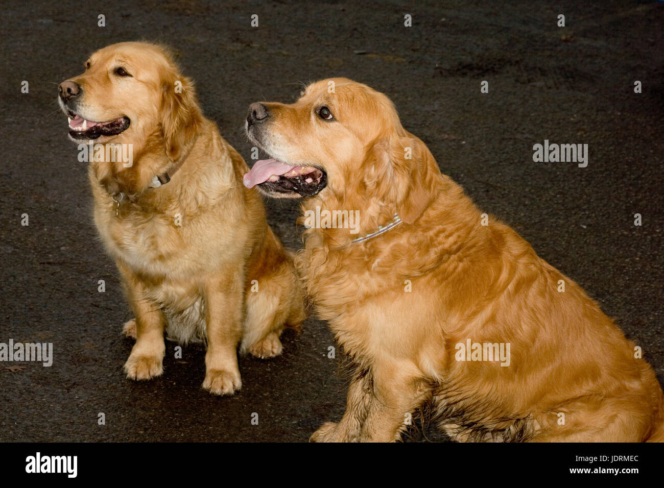 A male and female golden retriever sit after their owners have met to ...