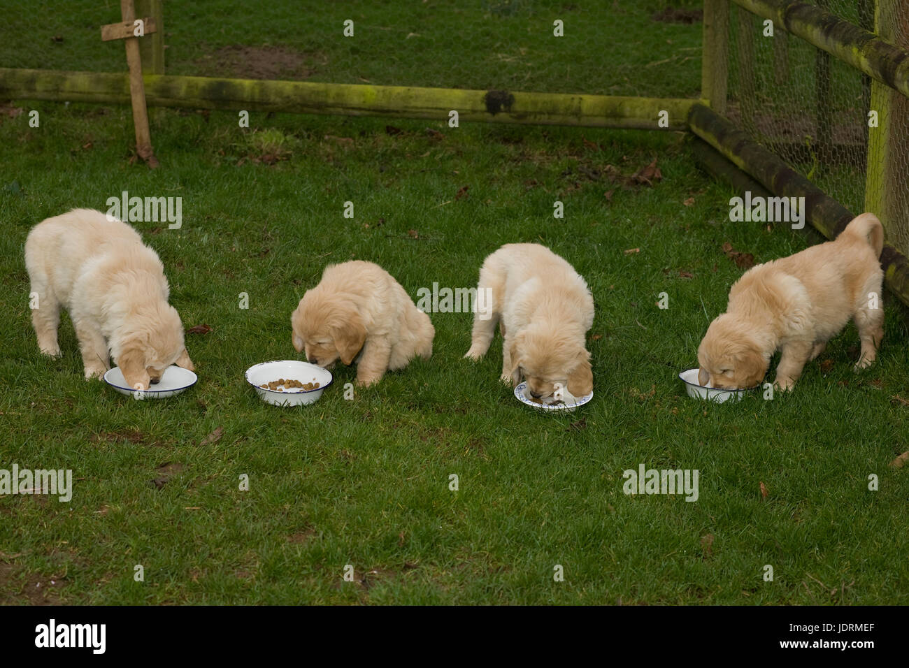 Four fluffy litter brother golden retriever puppies eat their lunch ...
