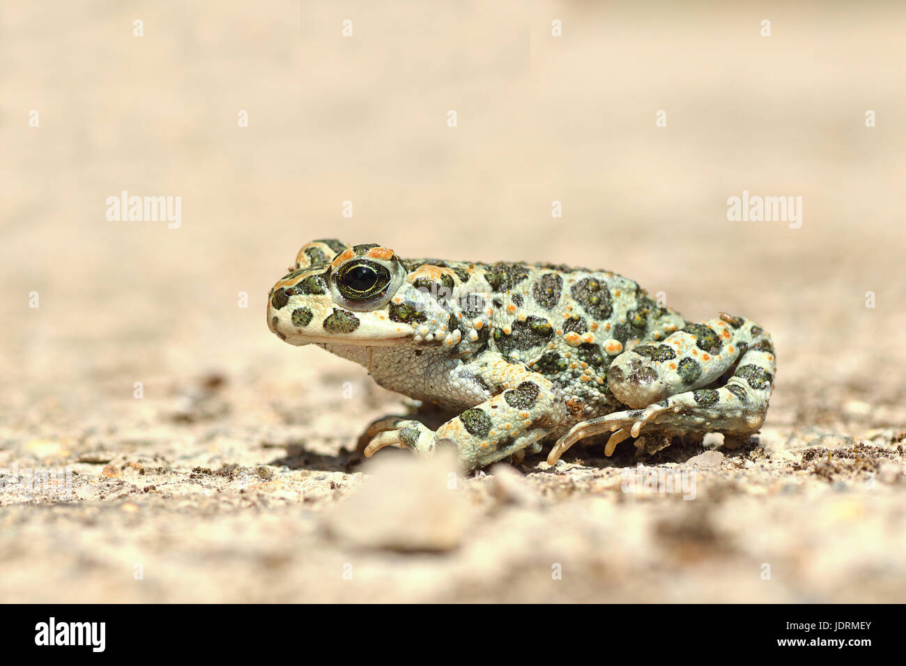 Frog toad green hi-res stock photography and images - Alamy