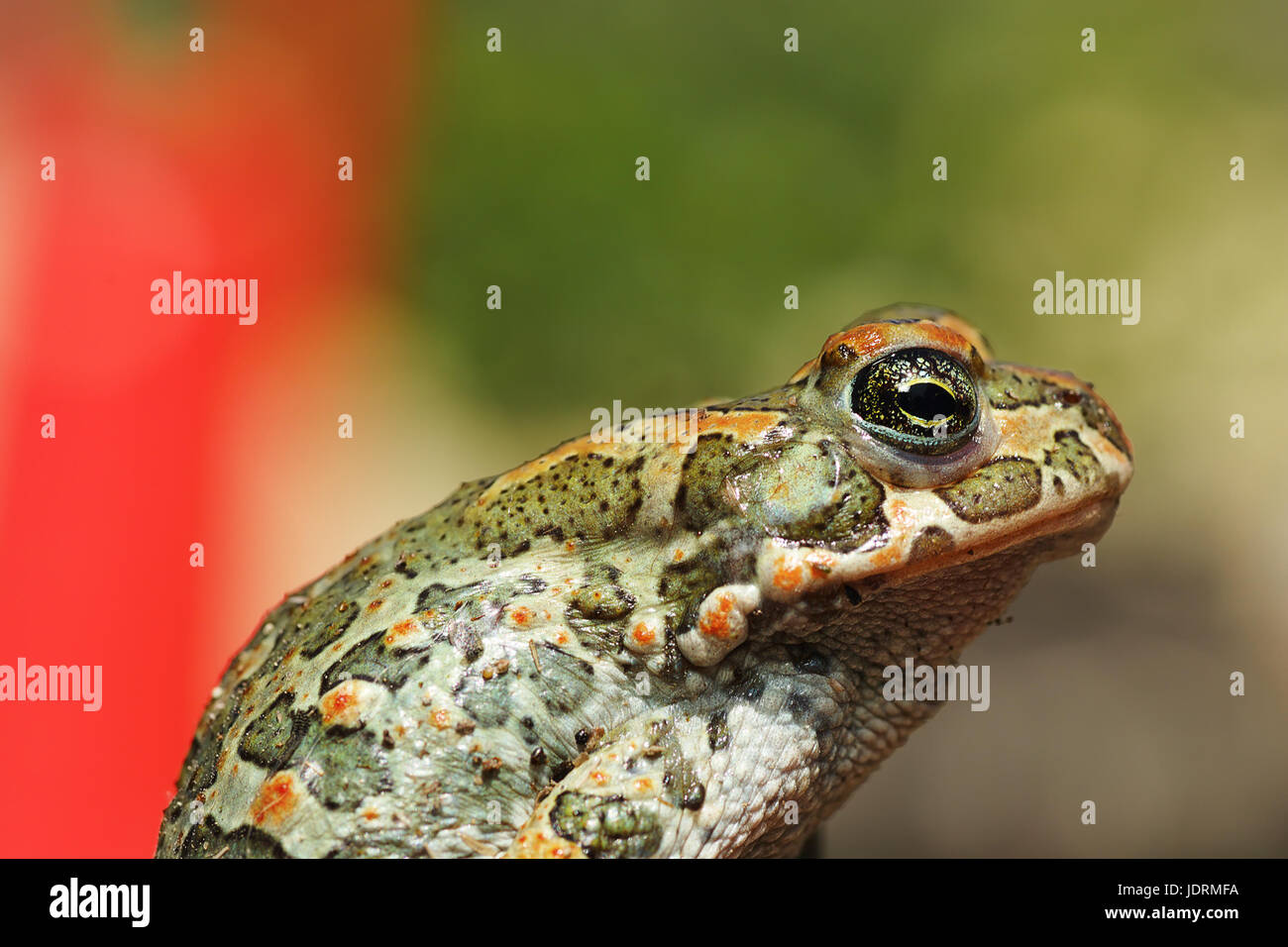 colorful green european toad closeup ( Bufotes viridis Stock Photo - Alamy