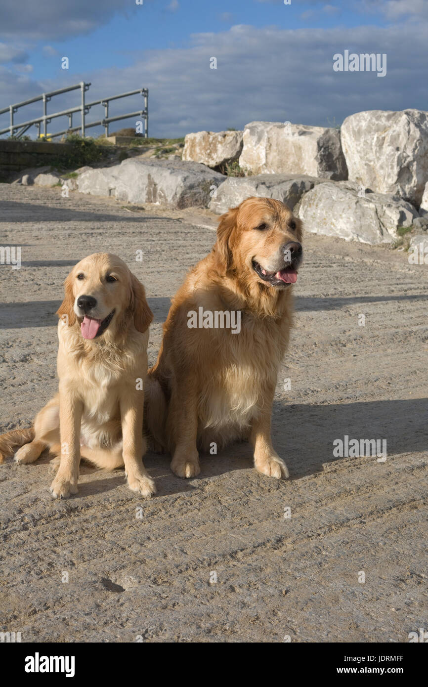 Golden retriever puppy adult hi-res stock photography and images - Alamy